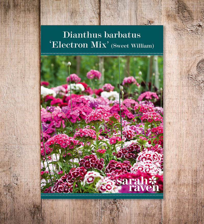 Dianthus Barbatus 'Electron Mix' - Sarah Raven