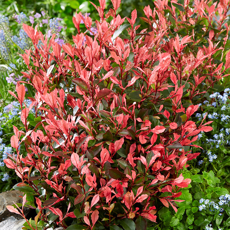 Photinia X Fraseri 'Little Fenna' - Sarah Raven