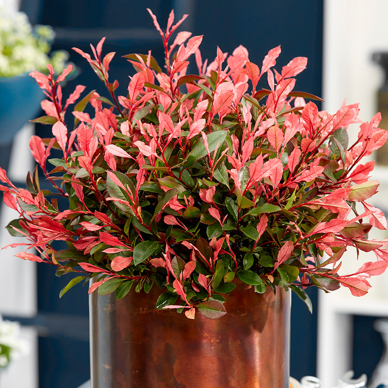 Photinia X Fraseri 'Little Fenna' - Sarah Raven