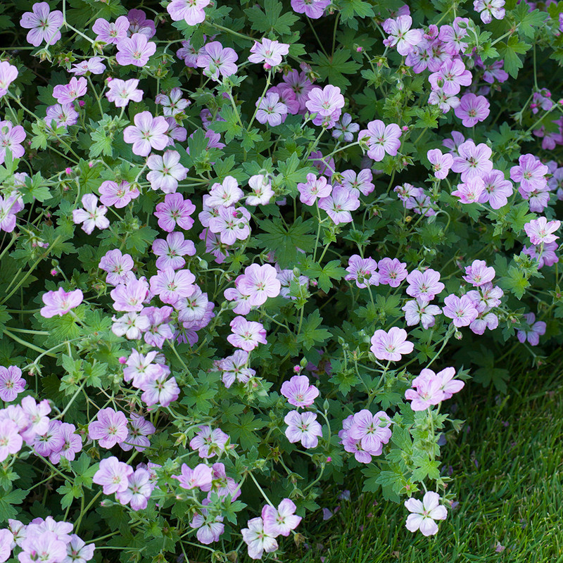 Geranium X Riversleaianum 'Mavis Simpson' - Sarah Raven