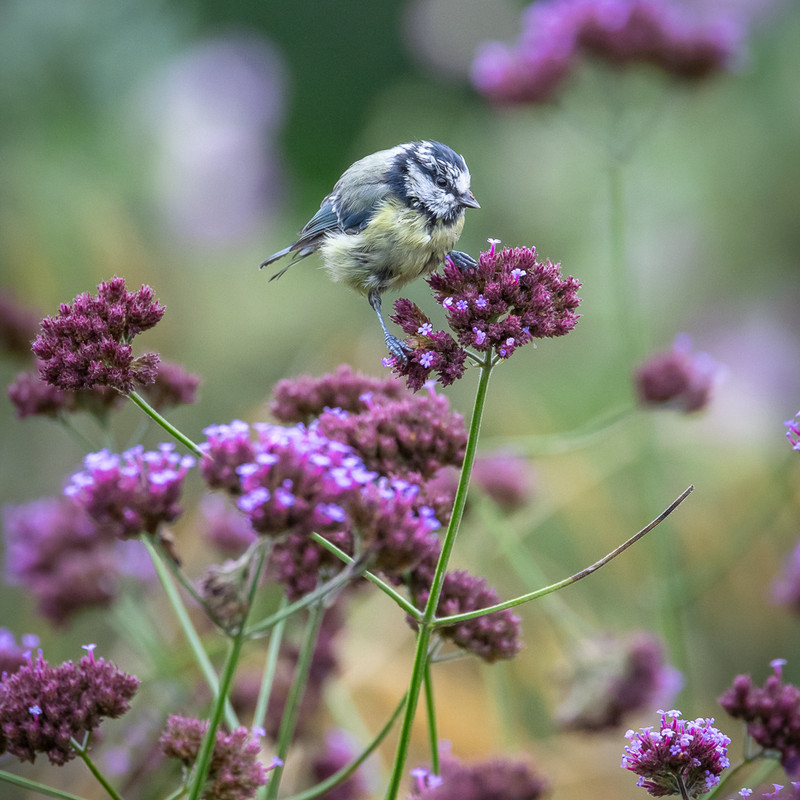 Verbena Bonariensis - Sarah Raven